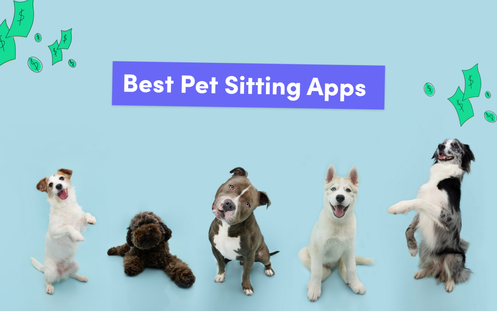8 Best Pet Sitting Apps and Sites in 2024 | Credello